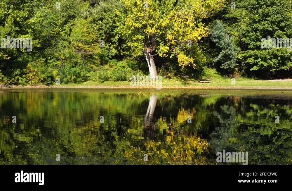 Symmetry of trees Stock Videos & Footage - HD and 4K Video Clips - Alamy