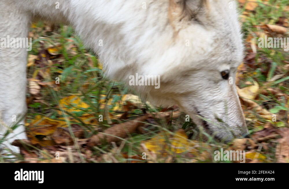 Wolf sniffing ground Stock Videos & Footage - HD and 4K Video Clips - Alamy