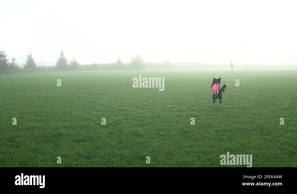 Disc in play ground Stock Videos & Footage - HD and 4K Video Clips - Alamy