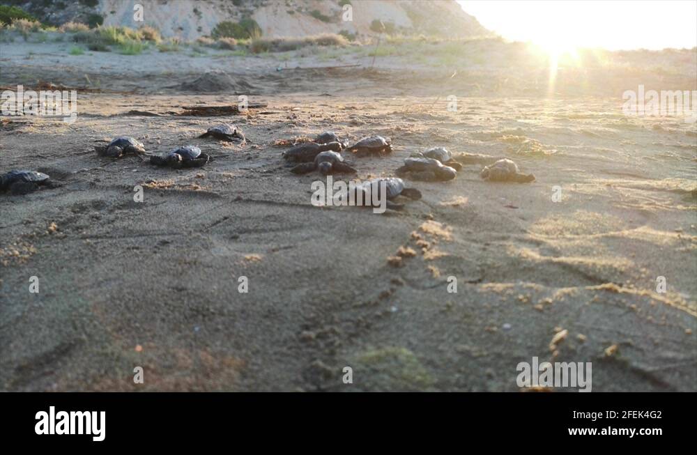 Hatching turtle Stock Videos & Footage - HD and 4K Video Clips - Alamy
