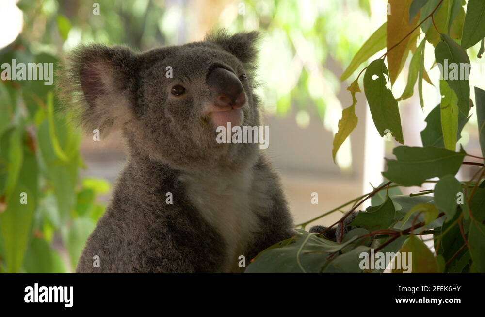 Koala chewing Stock Videos & Footage - HD and 4K Video Clips - Alamy