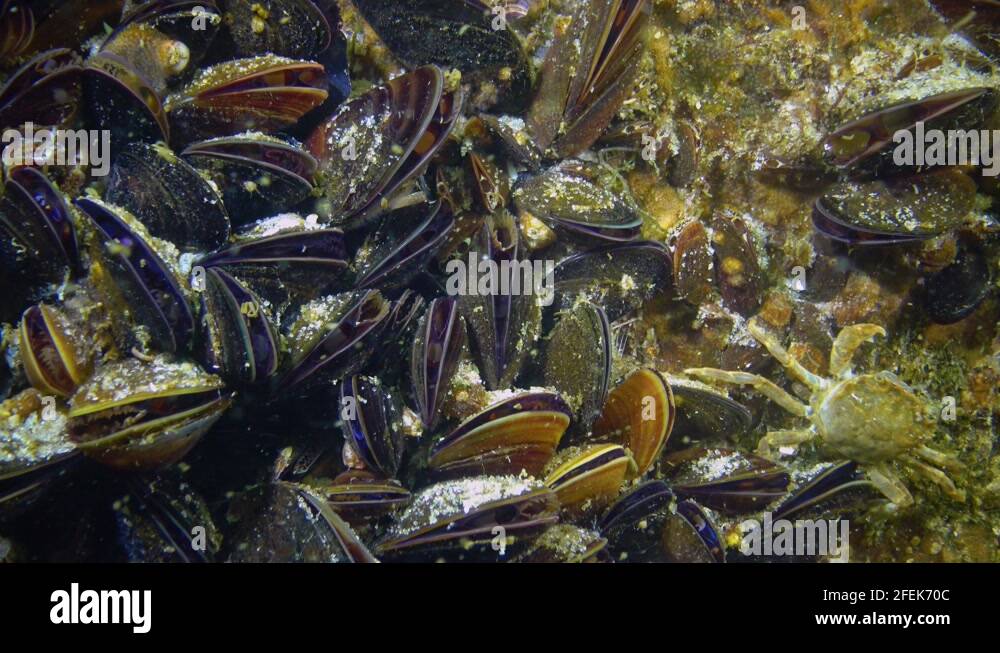 Close-up, clam shells on the seabed. Mediterranean mussel (Mytilus ...