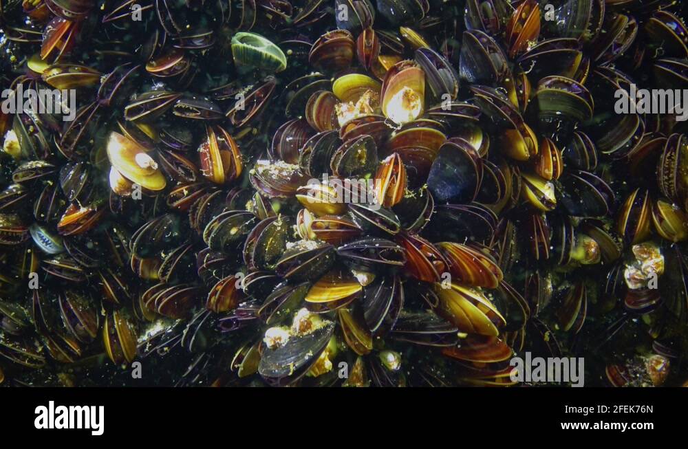 Close-up, clam shells on the seabed. Mediterranean mussel (Mytilus ...