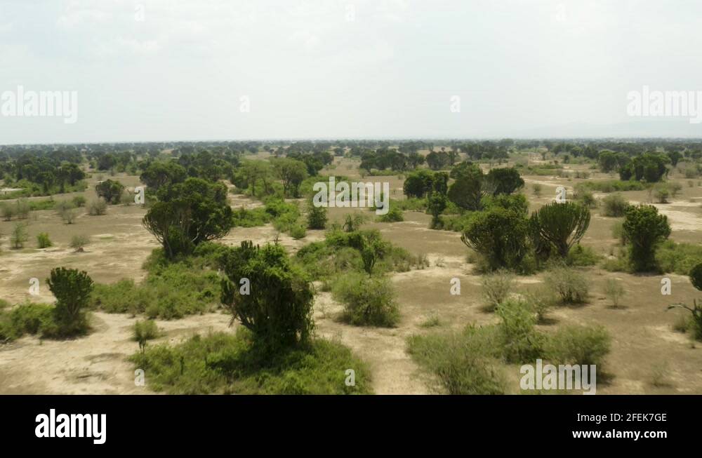 Trees and sand Stock Videos & Footage - HD and 4K Video Clips - Alamy