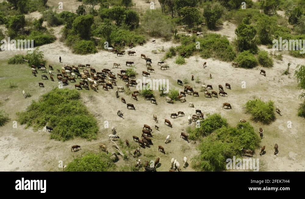 African cattle farm Stock Videos & Footage - HD and 4K Video Clips - Alamy
