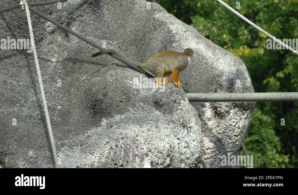 Squirrel monkey Jump On The Rock At The Children Zoo In Seoul Grand ...