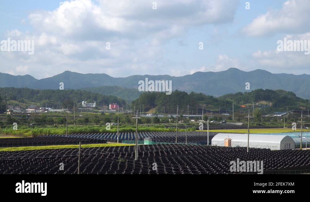 Ginseng field Stock Videos & Footage - HD and 4K Video Clips - Alamy