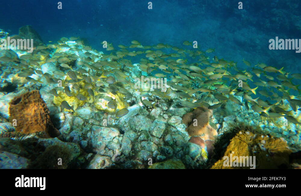 coral reef with fishes in Martinique underwater shot Anse Dufour ...