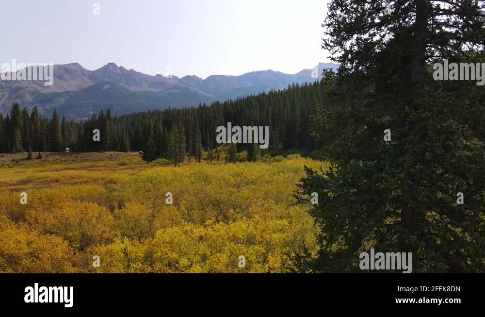 Golden field reveals by the tree. Pan right shot in Telluride Colorado ...