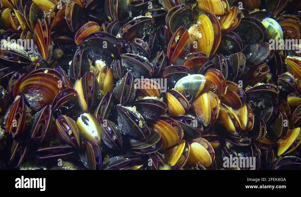 Close-up, clam shells on the seabed. Mediterranean mussel (Mytilus ...