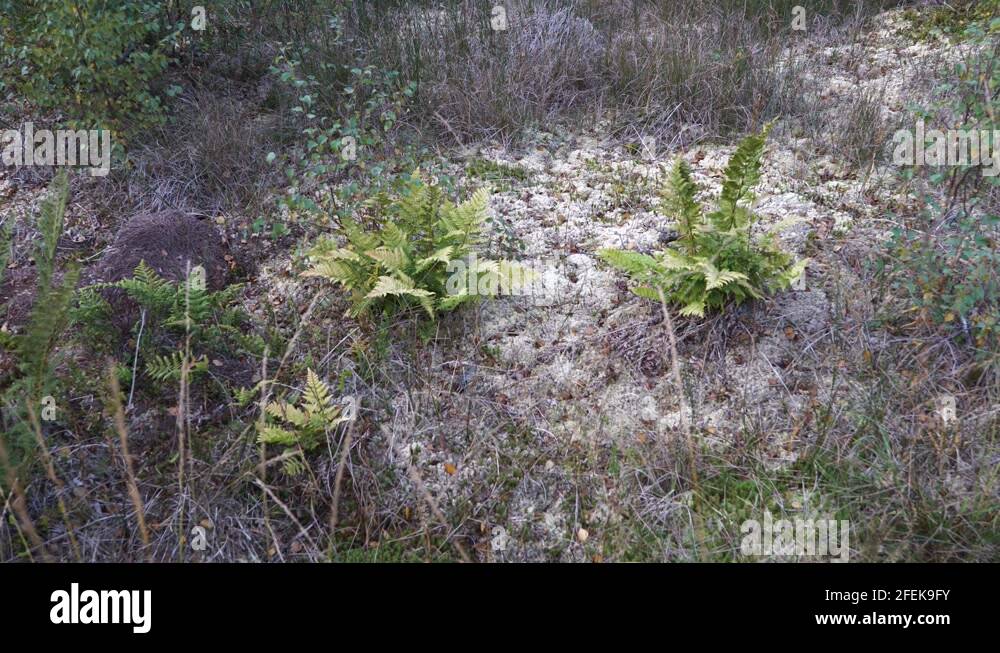 Fern moss species Stock Videos & Footage - HD and 4K Video Clips - Alamy