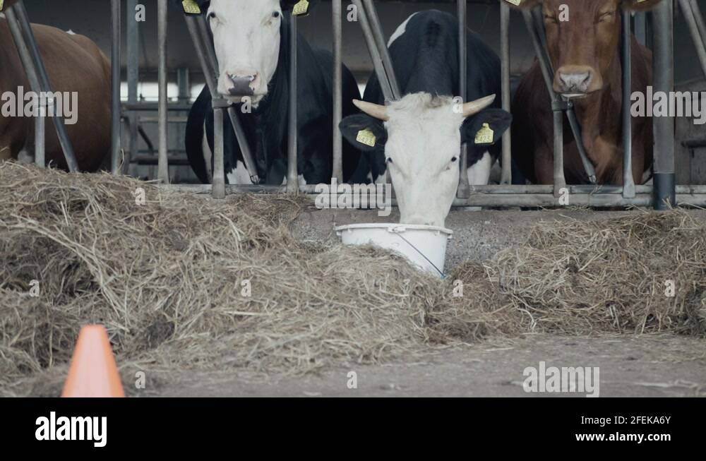 Food in a bucket Stock Videos & Footage - HD and 4K Video Clips - Alamy