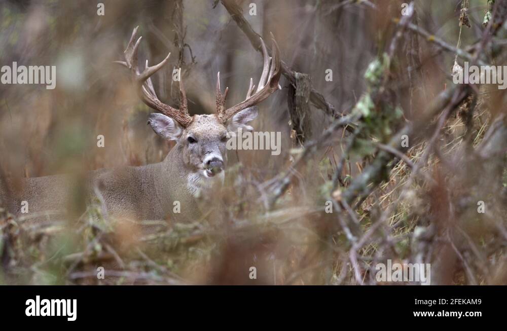Buck with impressive Stock Videos & Footage - HD and 4K Video Clips - Alamy