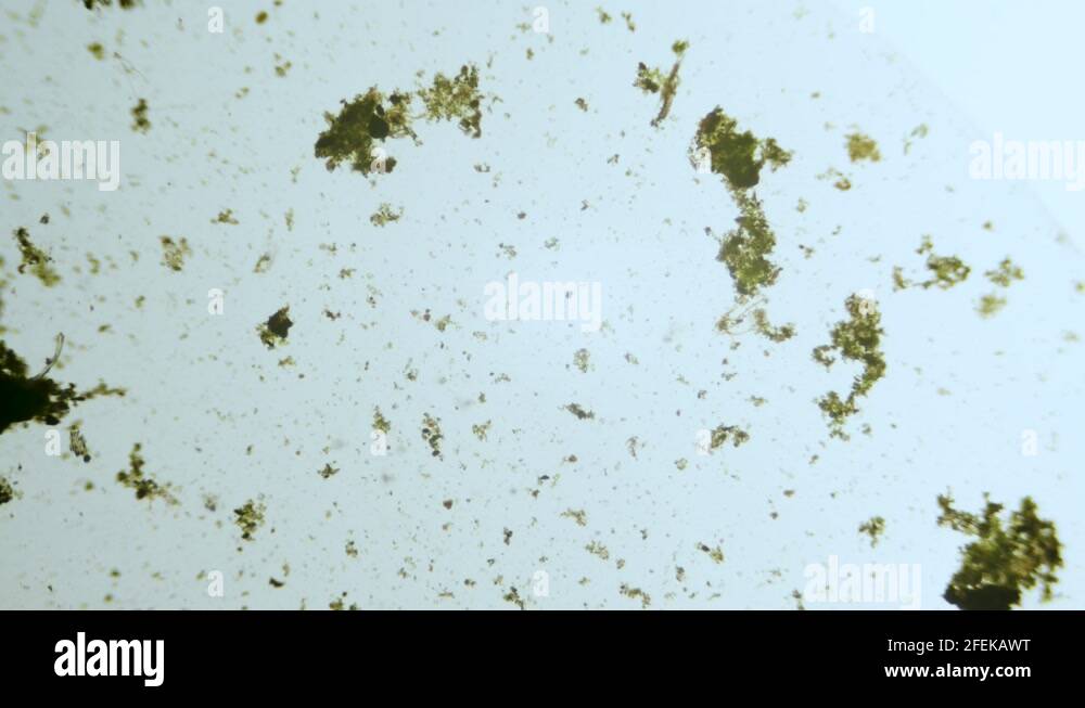 Unicellular Algae Microscope