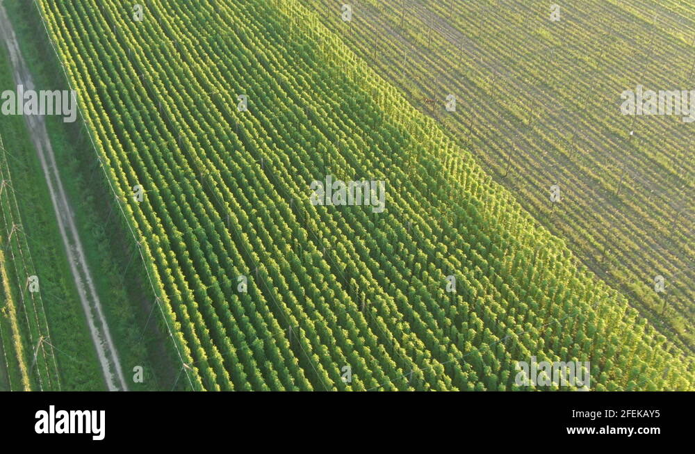 Hop plantation field fields Stock Videos & Footage - HD and 4K Video ...