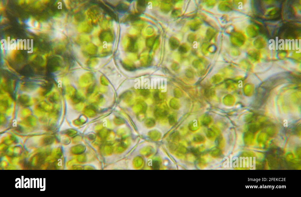 Chloroplast under a microscope. Cell division. Cell structure. Cell division Stock Video Footage ...