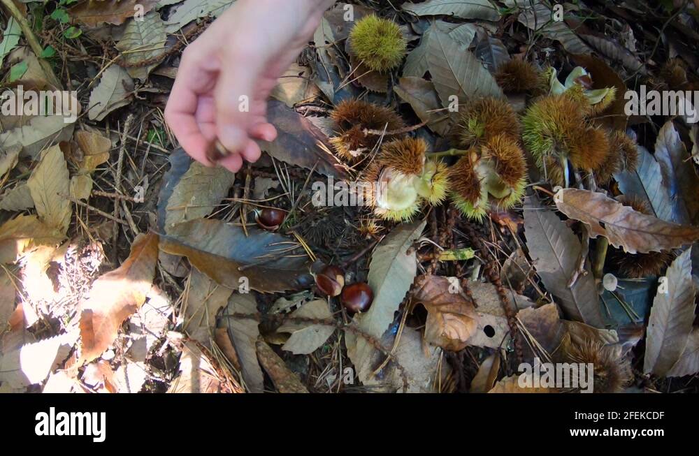 Prickly shell Stock Videos & Footage - HD and 4K Video Clips - Alamy