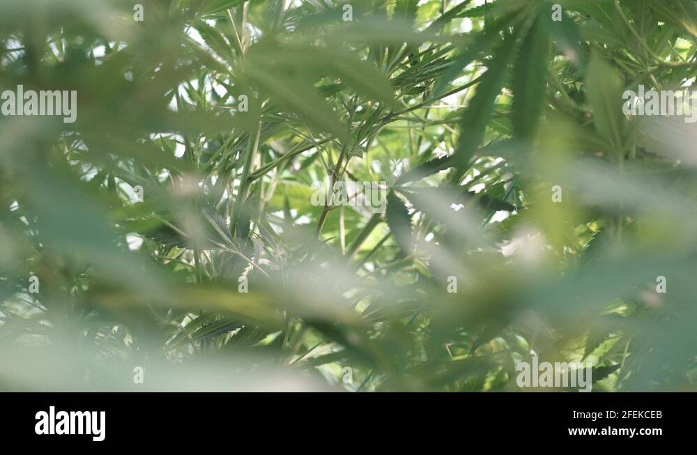 Weed bush Stock Videos & Footage - HD and 4K Video Clips - Alamy