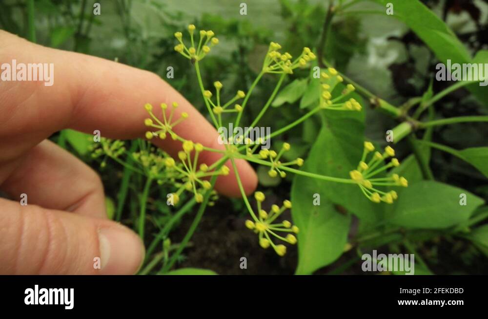 Hog weed Stock Videos & Footage - HD and 4K Video Clips - Alamy