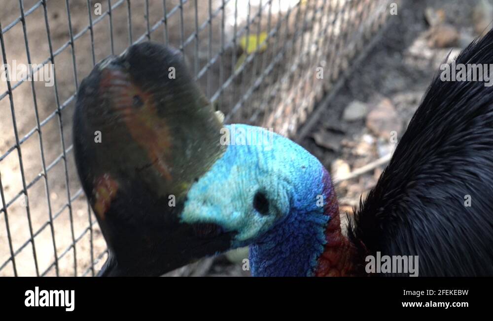 Casuarius Stock Videos & Footage - HD and 4K Video Clips - Alamy