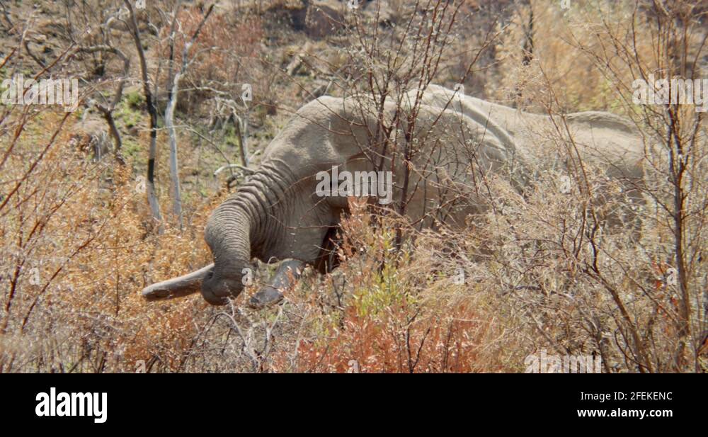 Elephant using trunk tree Stock Videos & Footage - HD and 4K Video ...