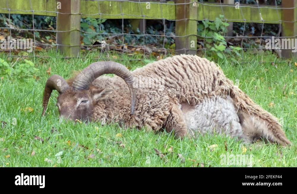 Single horned ram sleeping relaxed on farm meadow grass and squirrel ...