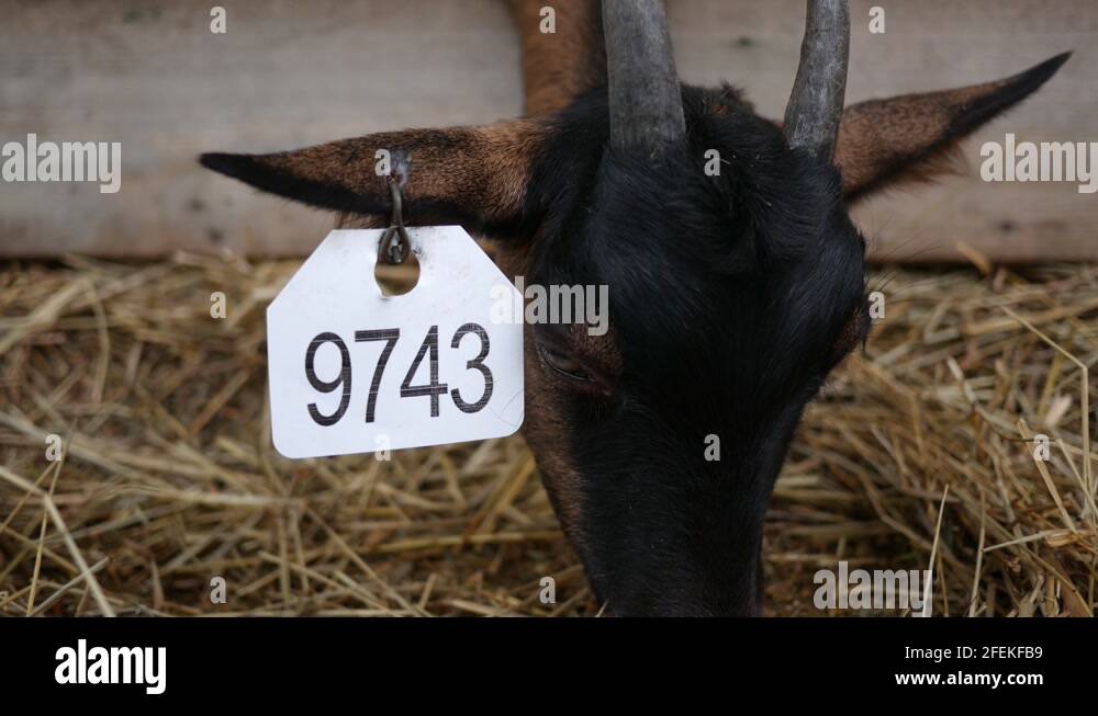 Goat With an Ear Tag For Livestock Identification Purpose Stock Video ...