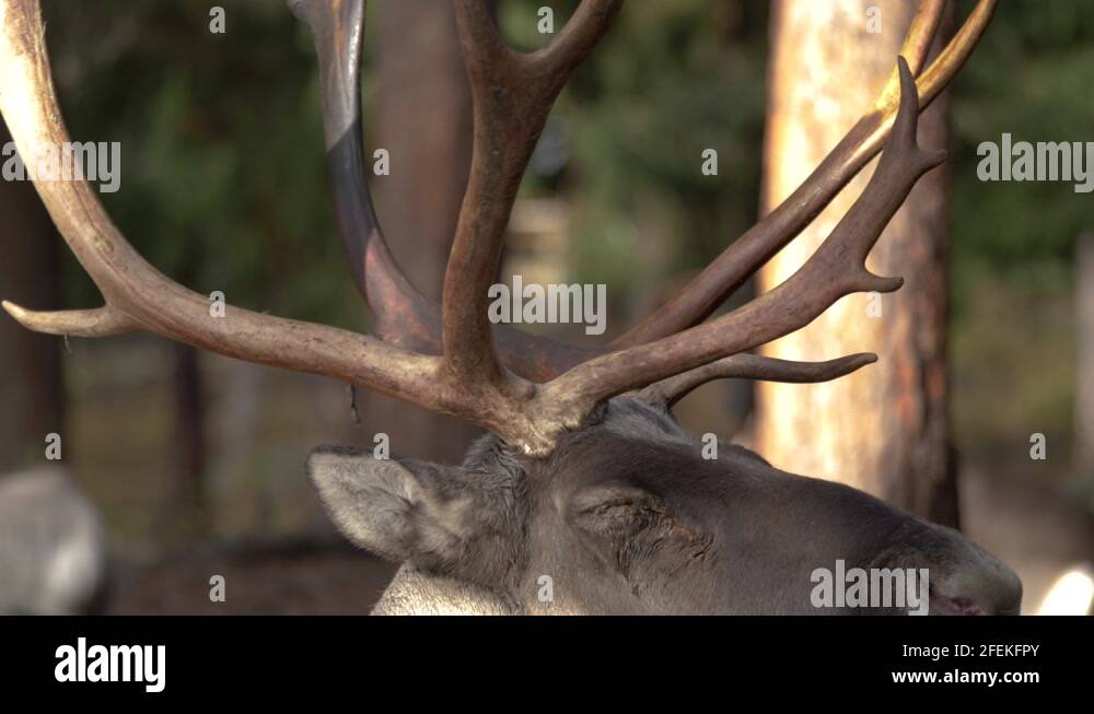Deer head profile Stock Videos & Footage - HD and 4K Video Clips - Alamy