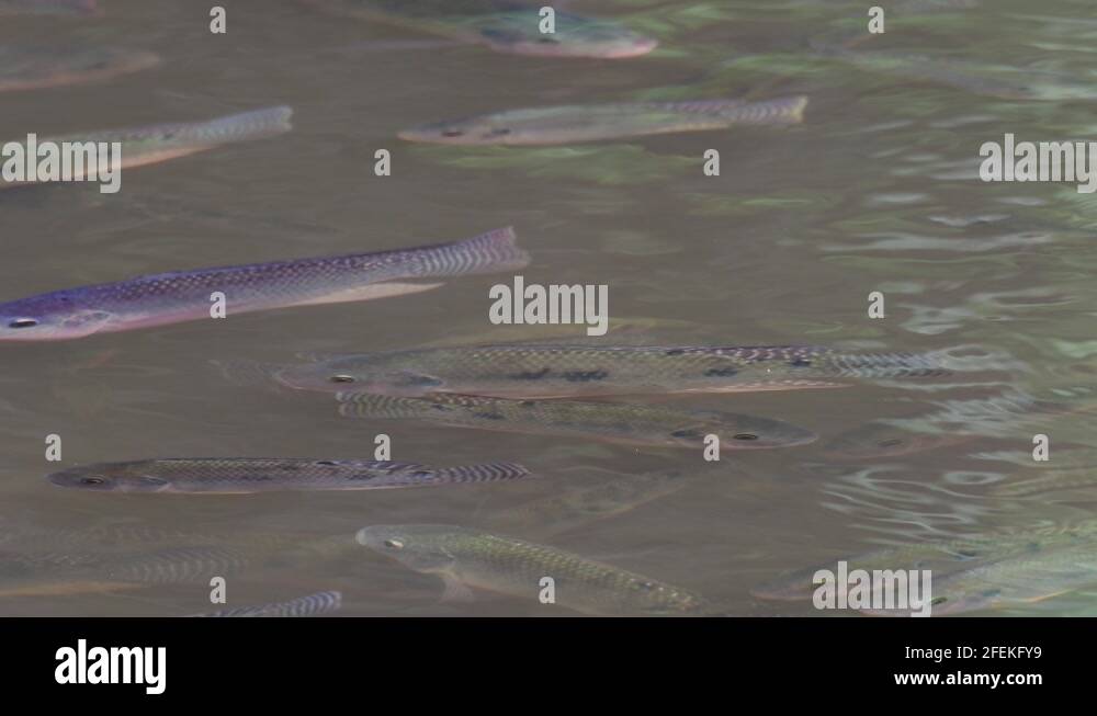 Fish in the jungle Stock Videos & Footage - HD and 4K Video Clips - Alamy