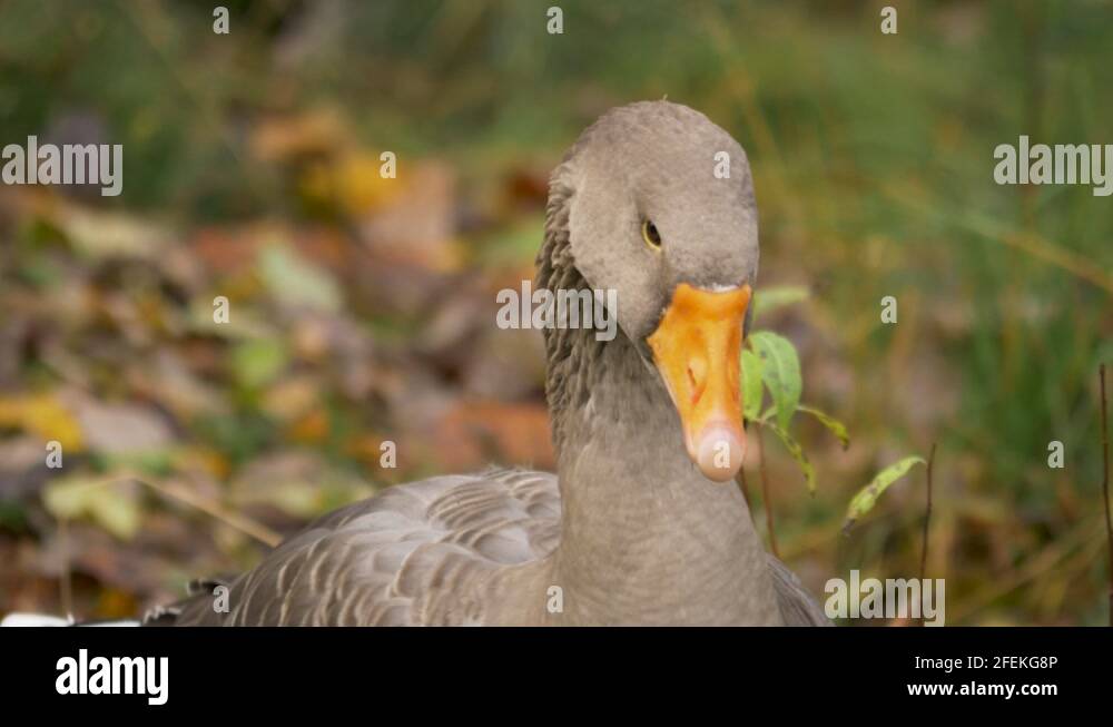 Neck raised Stock Videos & Footage - HD and 4K Video Clips - Alamy