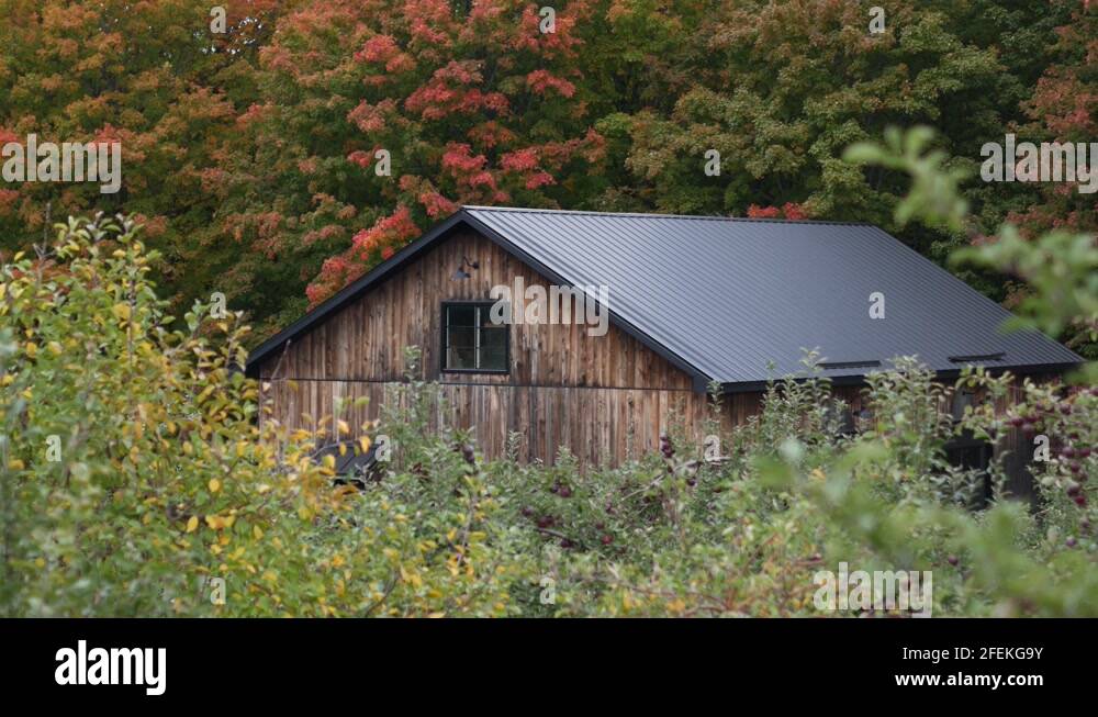 Creepy Isolated Wooden Shack in the Forest With Many Trees Around Stock ...