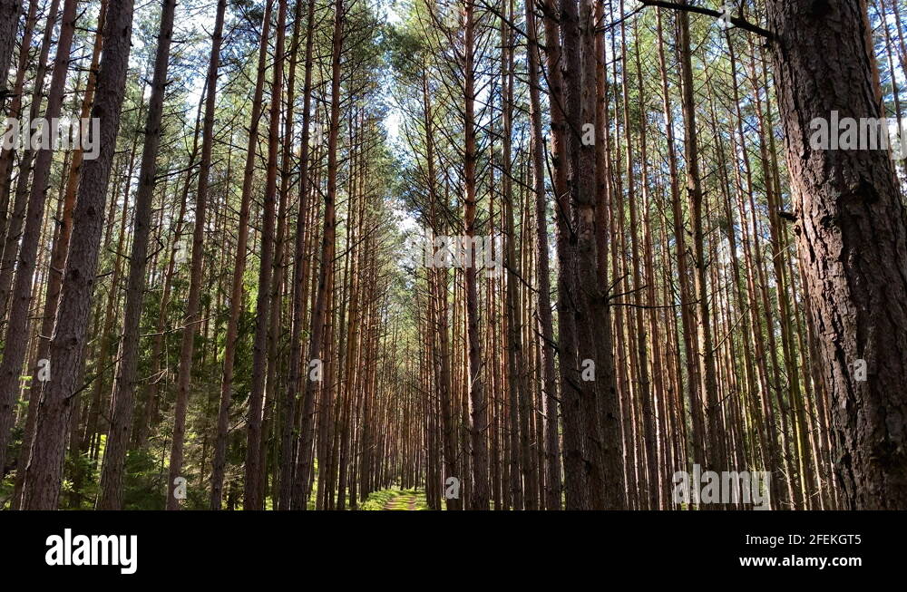 Pathway path woods trees wilderness Stock Videos & Footage - HD and 4K Video Clips - Alamy