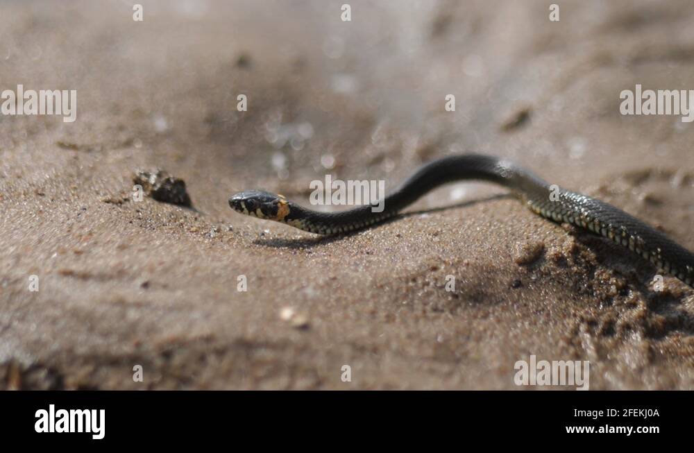 Wet snake Stock Videos & Footage - HD and 4K Video Clips - Alamy
