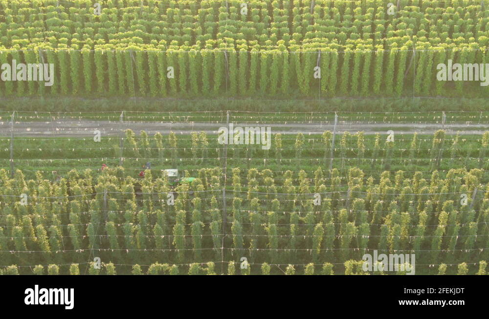 Pick a back plant Stock Videos & Footage - HD and 4K Video Clips - Alamy