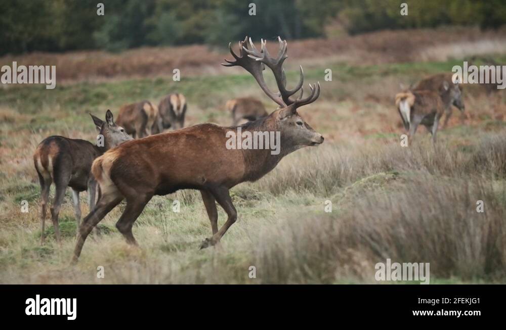 Profile of deer Stock Videos & Footage - HD and 4K Video Clips - Alamy