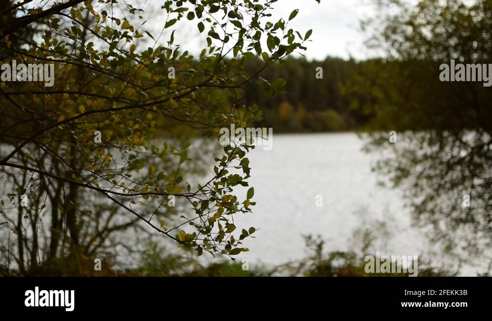 Reservoir through trees Stock Videos & Footage - HD and 4K Video Clips ...