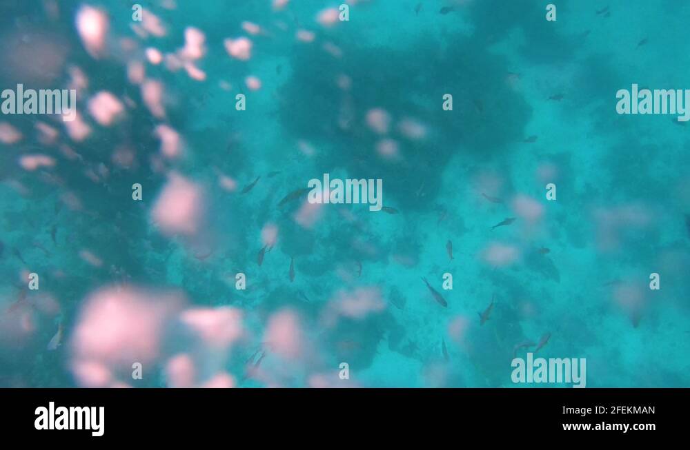 Swimming and snorkeling with big and small fish in th sea of the ...