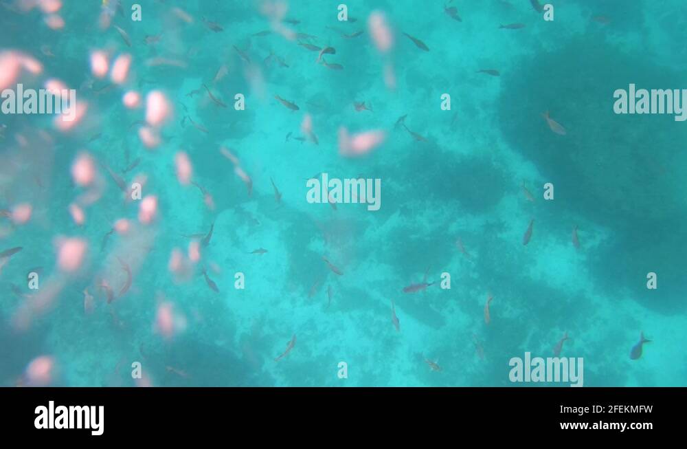 Snorkeling with big and small fish in the ocean of the Galapagos ...