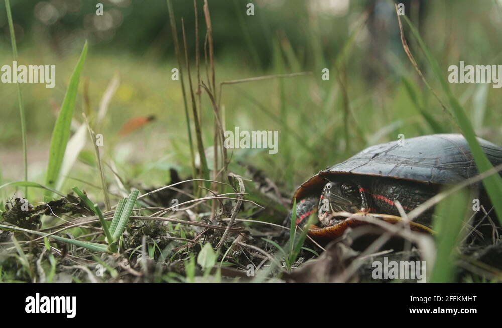 Turtle food chain Stock Videos & Footage - HD and 4K Video Clips - Alamy