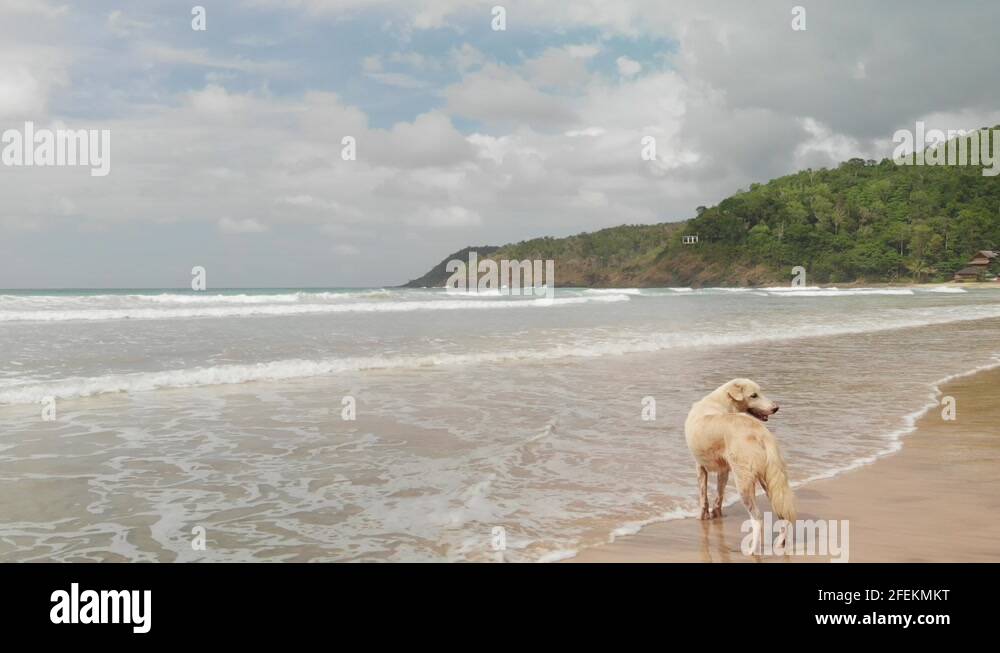 Maldives travel with dog Stock Videos & Footage - HD and 4K Video Clips ...