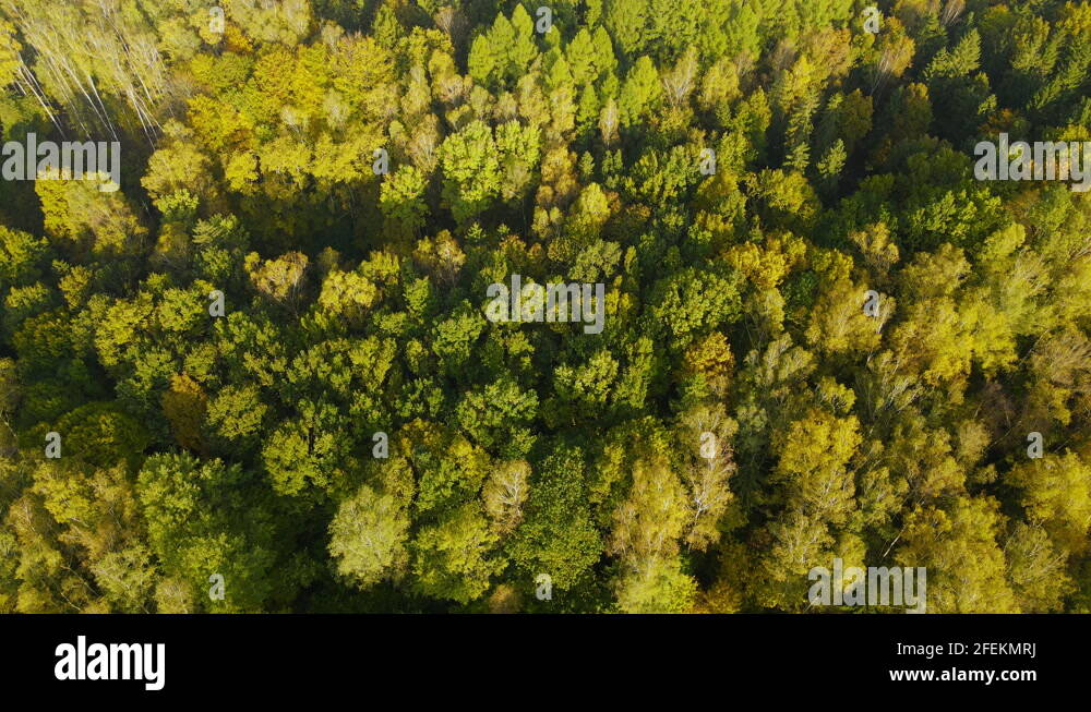 Green golden flight Stock Videos & Footage - HD and 4K Video Clips - Alamy
