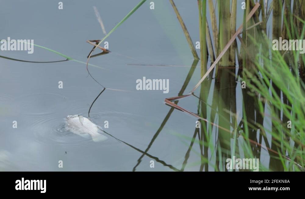 Close Up Footage of Dead Nile Tilapia Fish Floating On The Water Stock ... Close Up Footage of Dead Nile Tilapia Fish Floating On The Water Stock ...