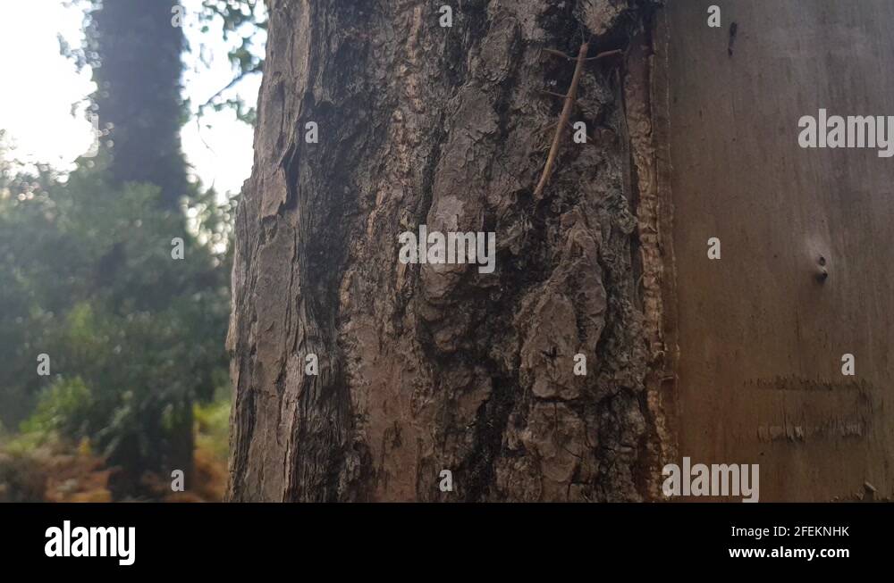 Phasmids Stock Videos & Footage - HD and 4K Video Clips - Alamy