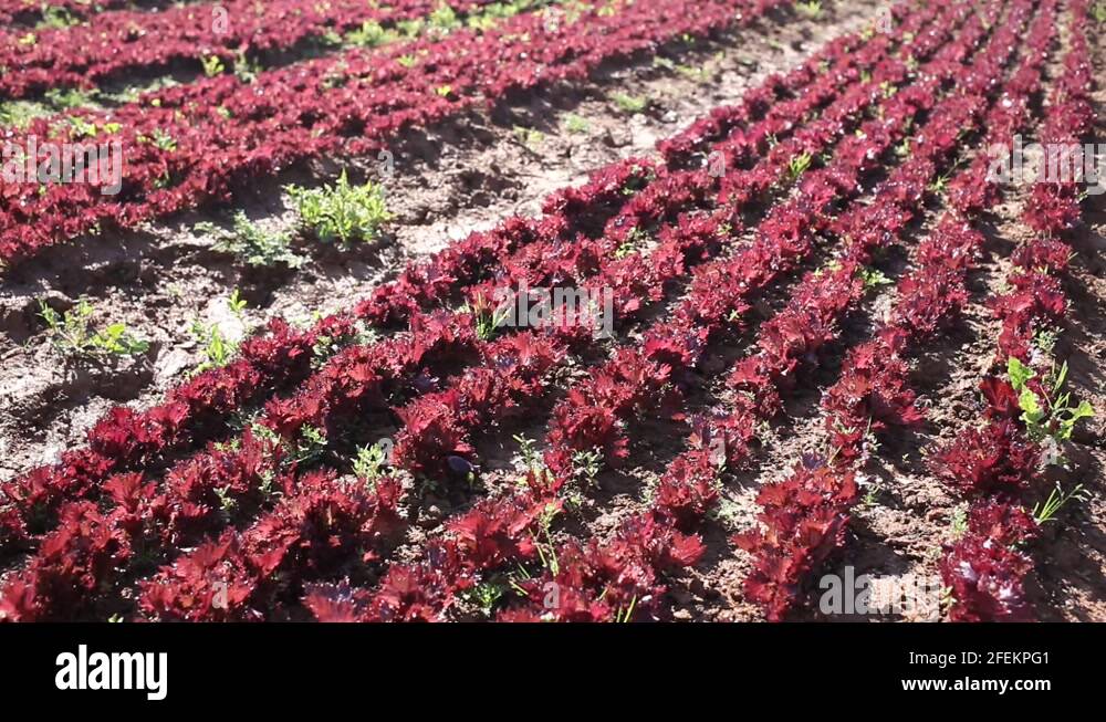 Red lettuce Stock Videos & Footage - HD and 4K Video Clips - Alamy