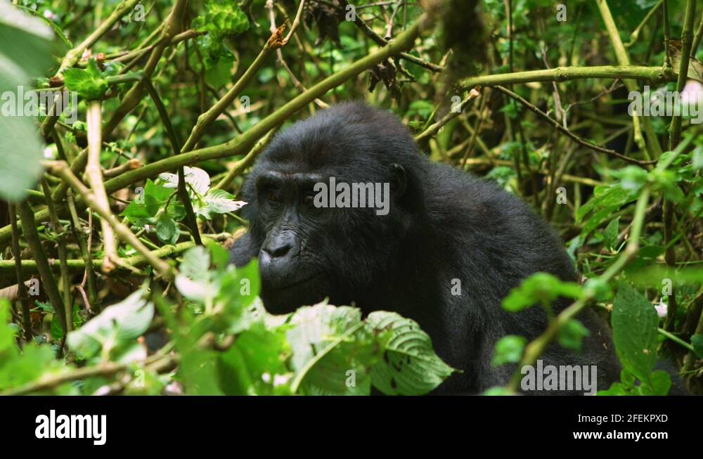 Great ape species Stock Videos & Footage - HD and 4K Video Clips - Alamy