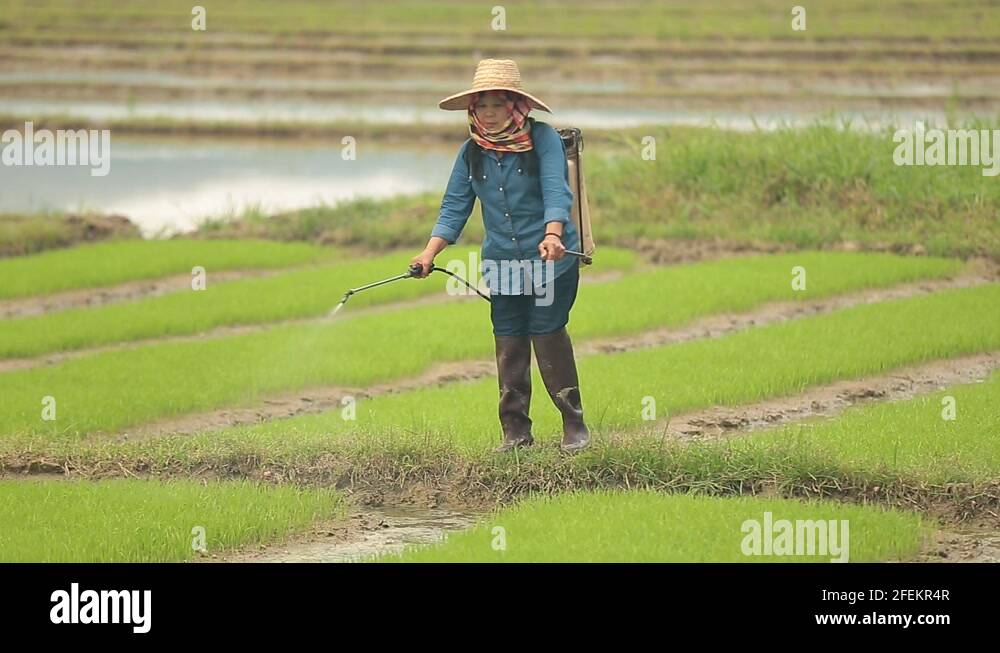 Farmer Spraying Liquid Fertilizer On The Rice Field Stock Video Footage ...