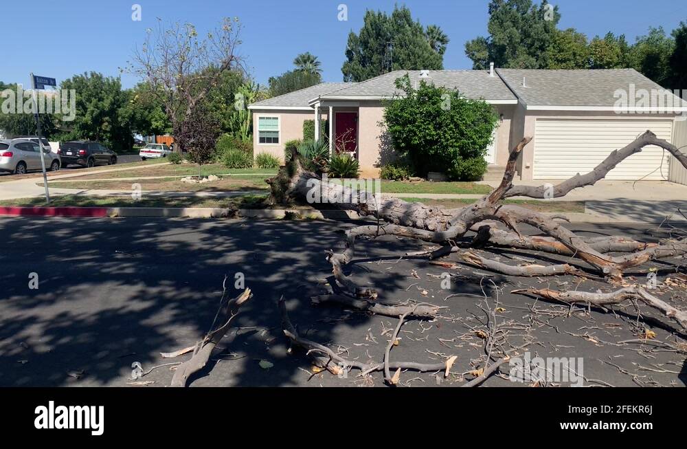 Uprooted fallen tree Stock Videos & Footage - HD and 4K Video Clips - Alamy