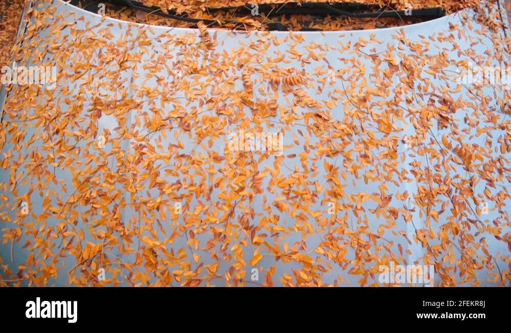 Body paint tree Stock Videos & Footage - HD and 4K Video Clips - Alamy