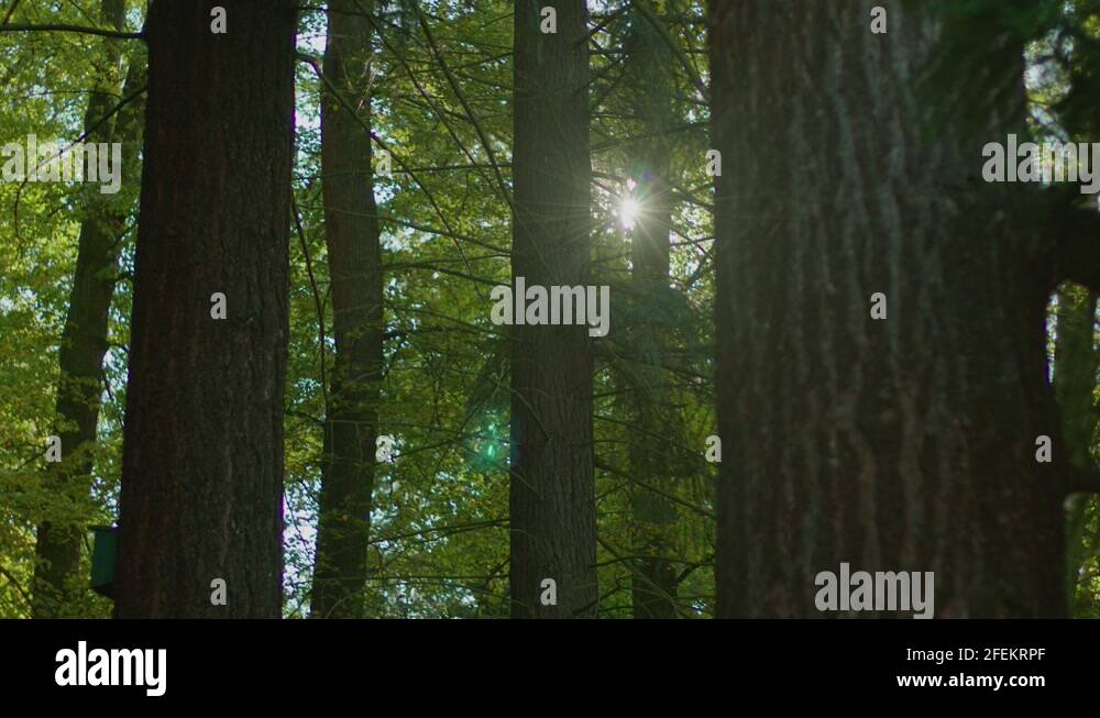 Forest landscape with sun flares Stock Videos & Footage - HD and 4K ...