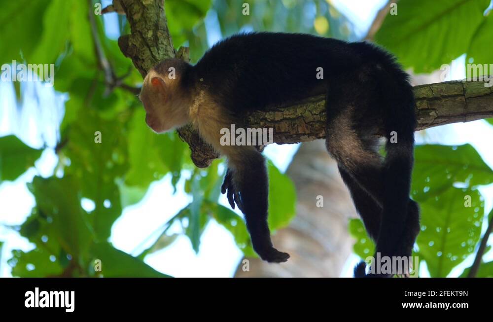 Guanacaste monkey Stock Videos & Footage - HD and 4K Video Clips - Alamy